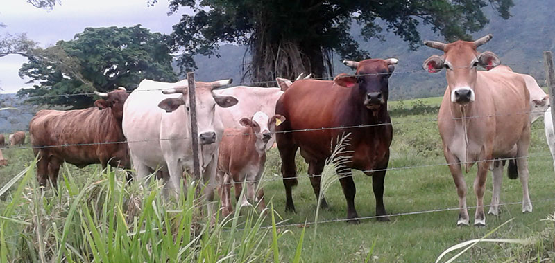 Cattle Farming - Vanuatu Foreign Investment Promotion Agency
